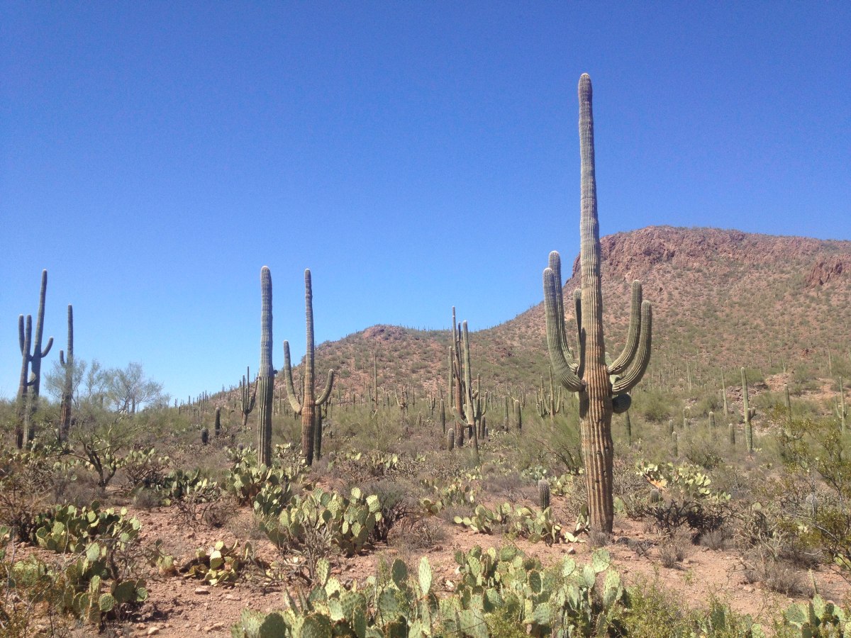 Hello Ranger Podcast – Trailsongs by Kendall Bruns